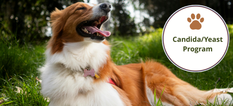 Dog Yeast/Candida Program – Natra Heal Wellness